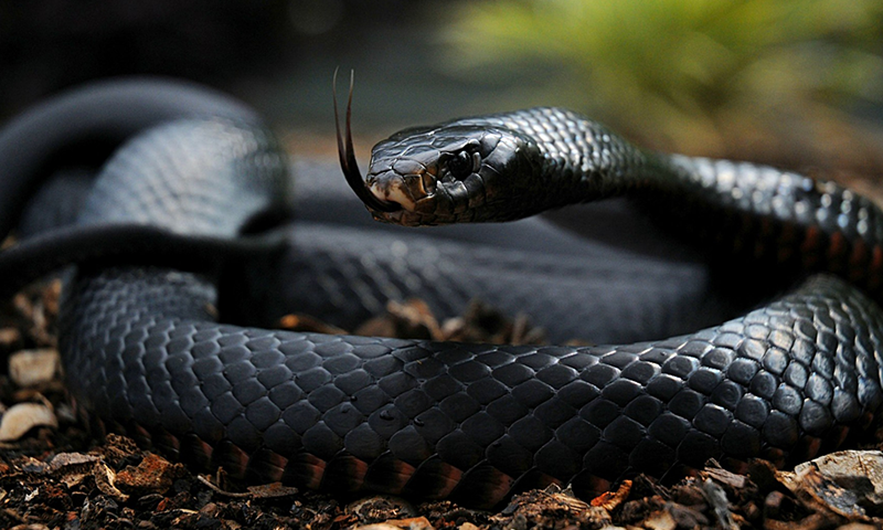 Inland Taipan Wallpaper