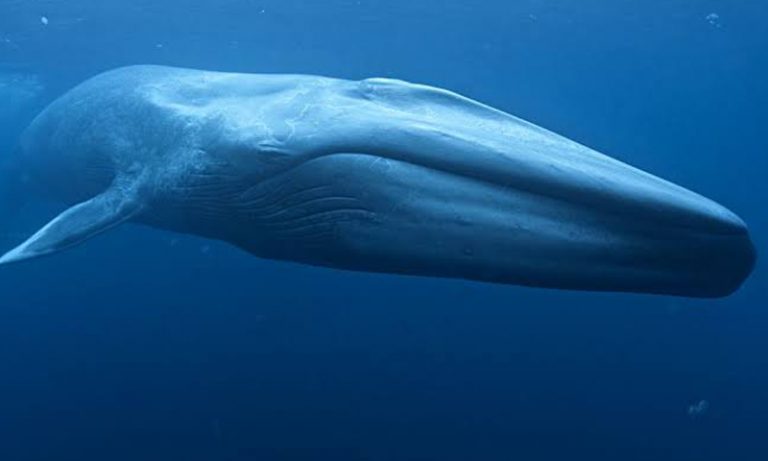 Scientists measure blue whale's heart rate - Life & Style - Aaj English TV