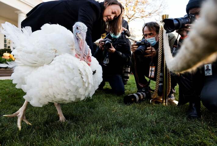 Talking turkey! How the Thanksgiving bird got its name - Life & Style ...