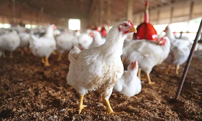 Why is Pakistan witnessing a rise in chicken meat prices? - Pakistan ...