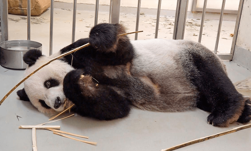 Panda symbolising China-Taiwan friendship dies - World - Aaj English TV