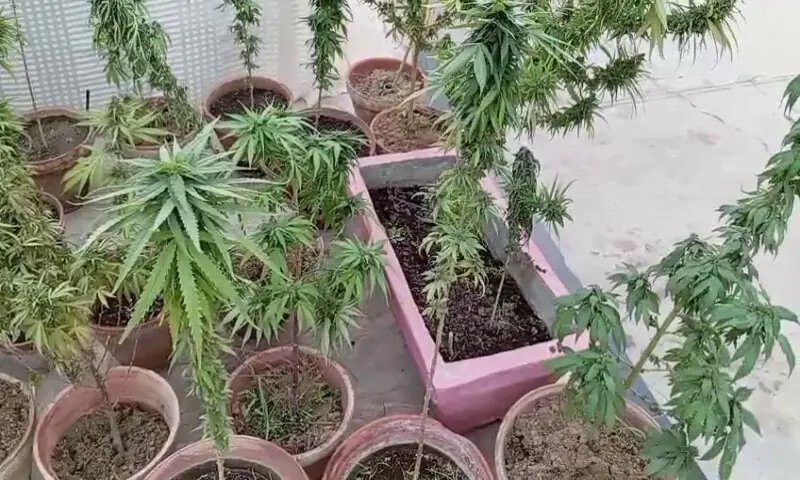 Rooftop weed farm busted in Karachi’s Naya Nazimabad - Pakistan - Aaj ...